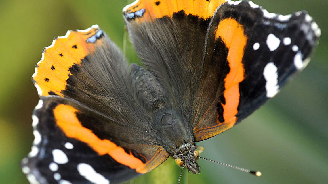 There is a disgusting motive for clustering of butterflies | Charlotte ...