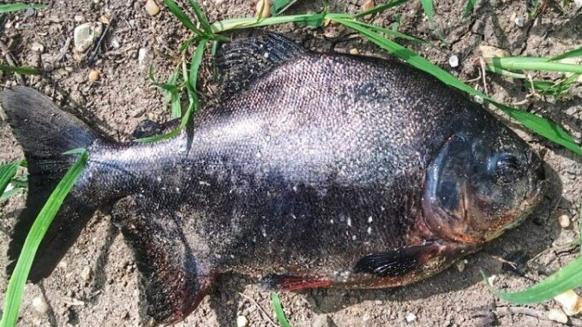 Invasive fish related to piranha caught in Tennessee pond | Charlotte ...