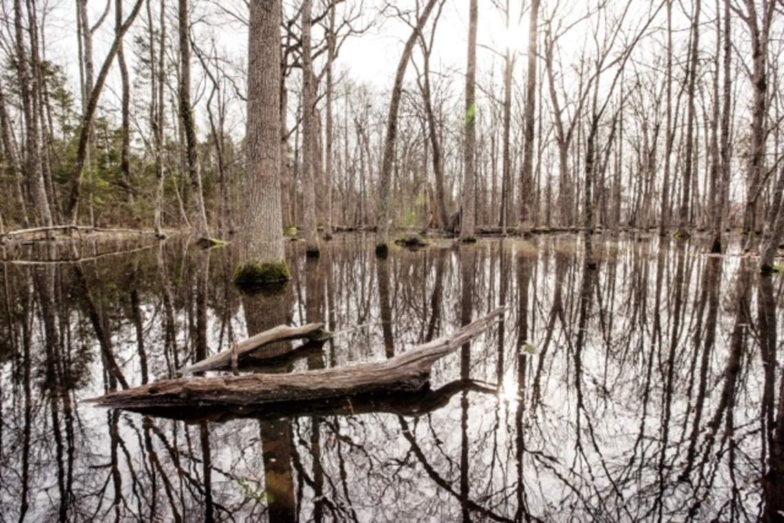 Rare 45-acre swamp is blank spot on map of Charlotte, NC | Charlotte ...