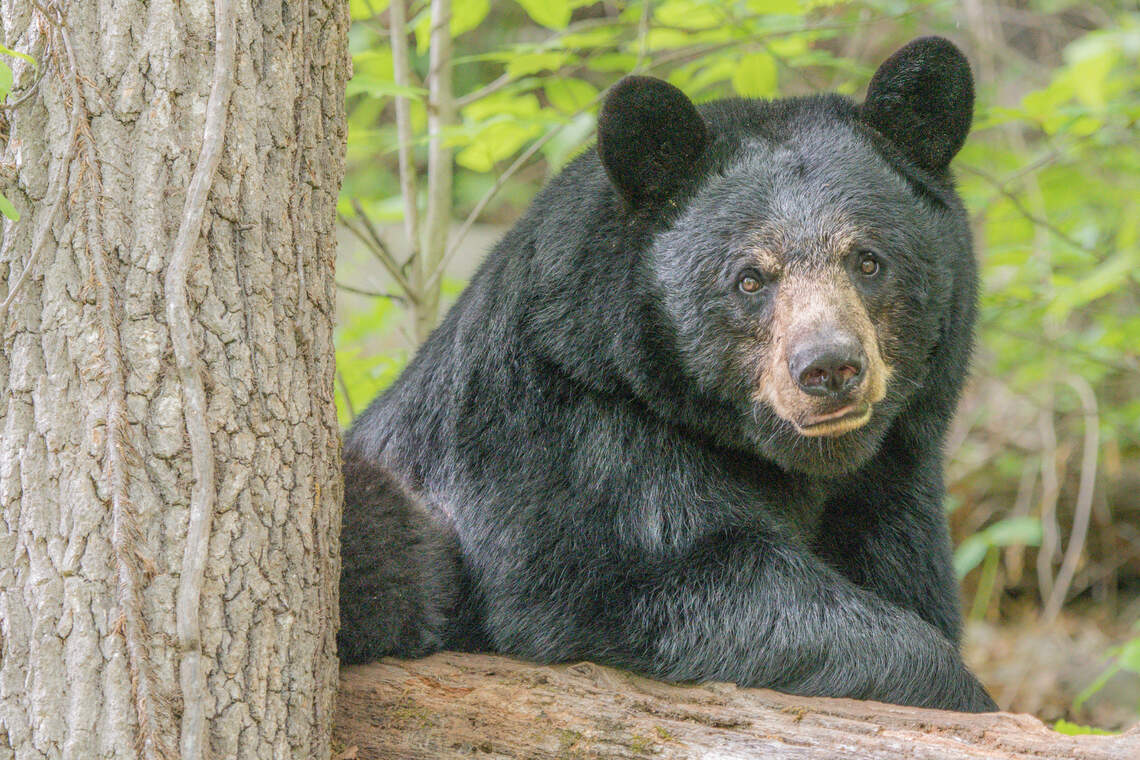 What should you do if you see a bear during spring in NC? | Charlotte ...