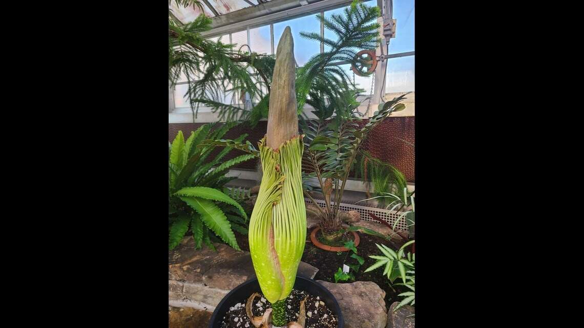 Visit corpse plant bloom at Charlotte Botanical Gardens | Charlotte ...