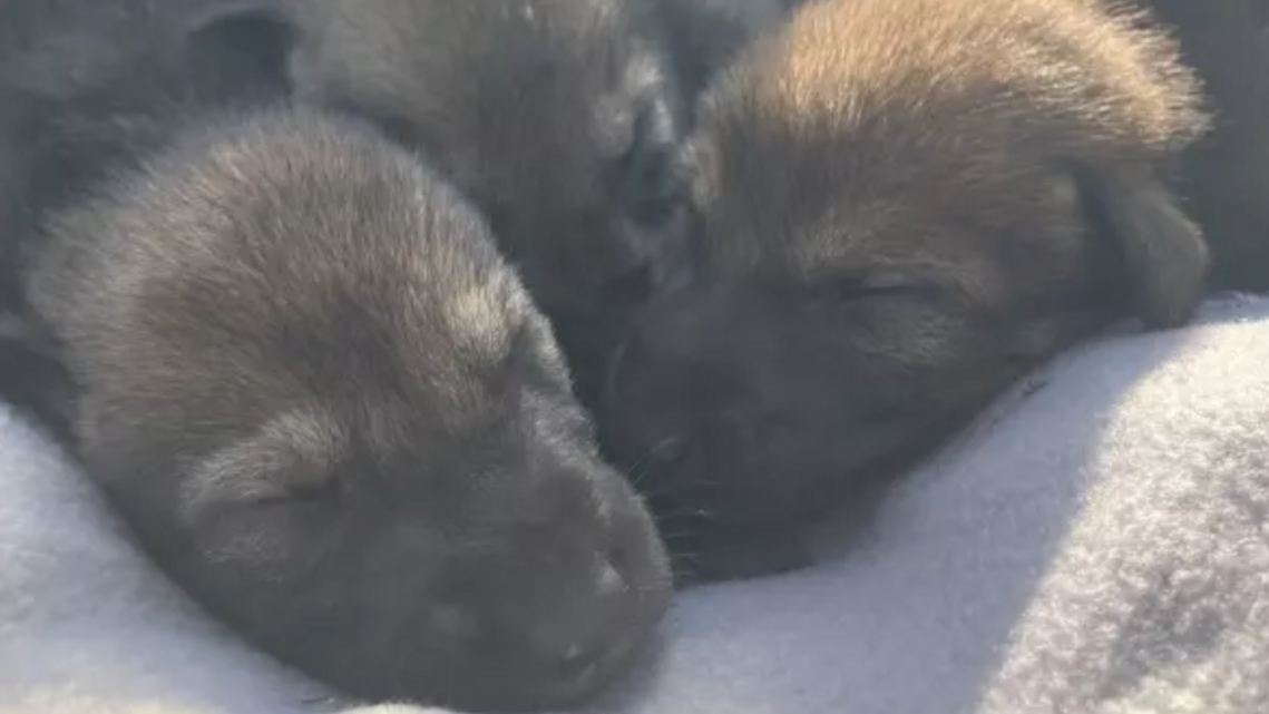 Endangered red wolf pups born in North Carolina | Rock Hill Herald
