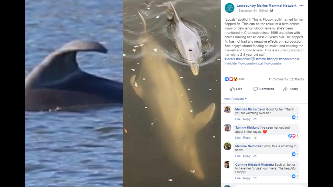 Deformed fin proves dolphin has lived 23 years off Charleston ...