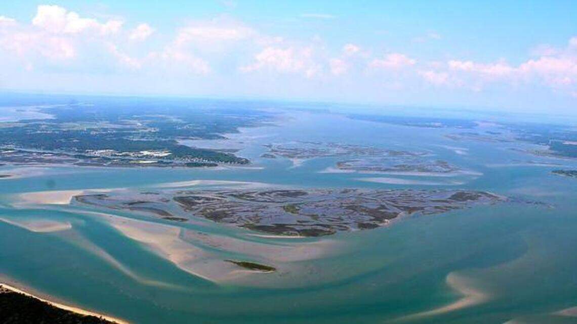 Video shows swarm of crabs roiling along marsh in NC reserve ...