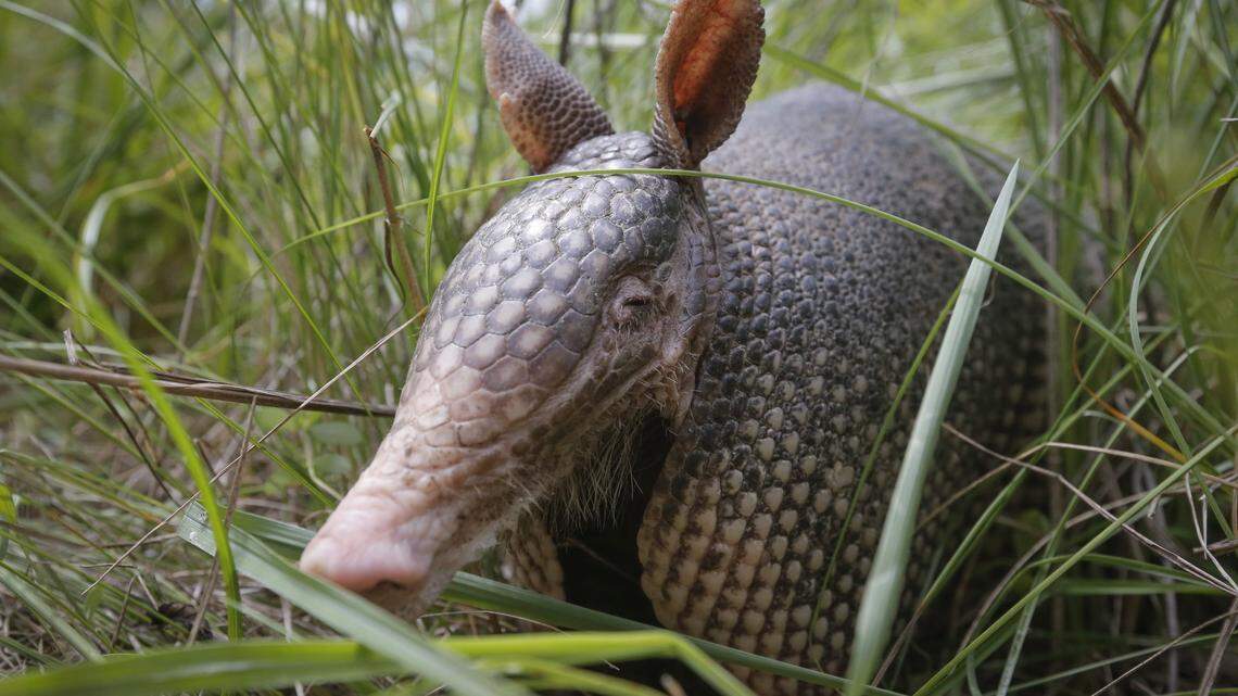 How South Carolina homeowners can keep armadillos away | Hilton Head ...