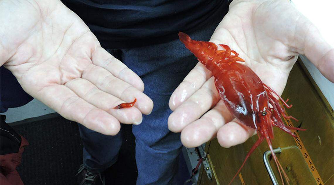 Giant shrimp found by deep sea explorers off southeastern US ...