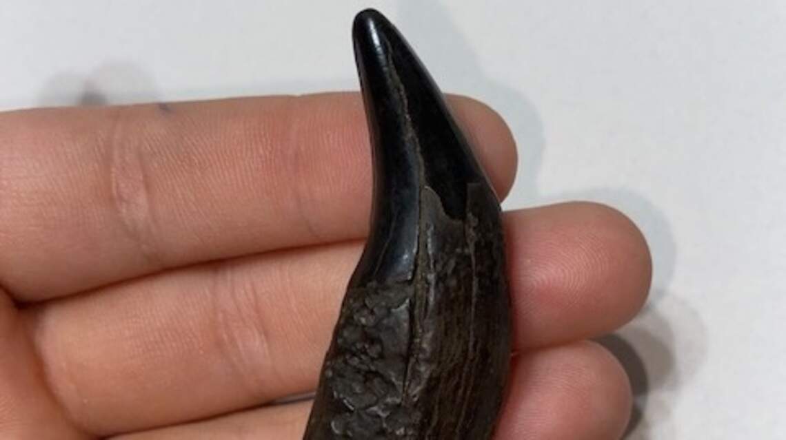 Tooth of prehistoric beast found by Charlotte area diver | Charlotte ...