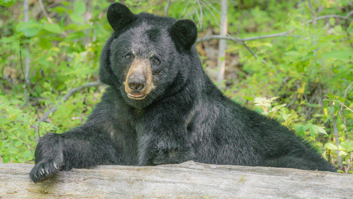 NC Wildlife commission must stop brutal bear hunting tactics ...