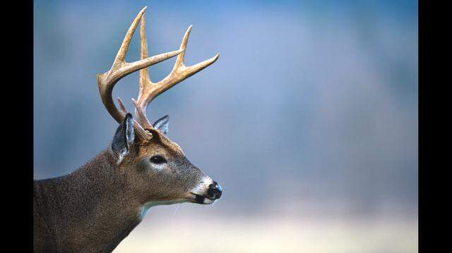 Deer attacks on humans and pets reported in NC, state says | Charlotte ...