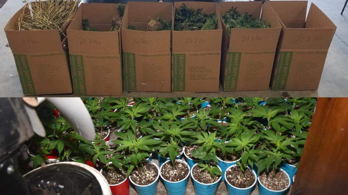 Look inside a ‘sophisticated’ marijuana farm at NC man’s home ...