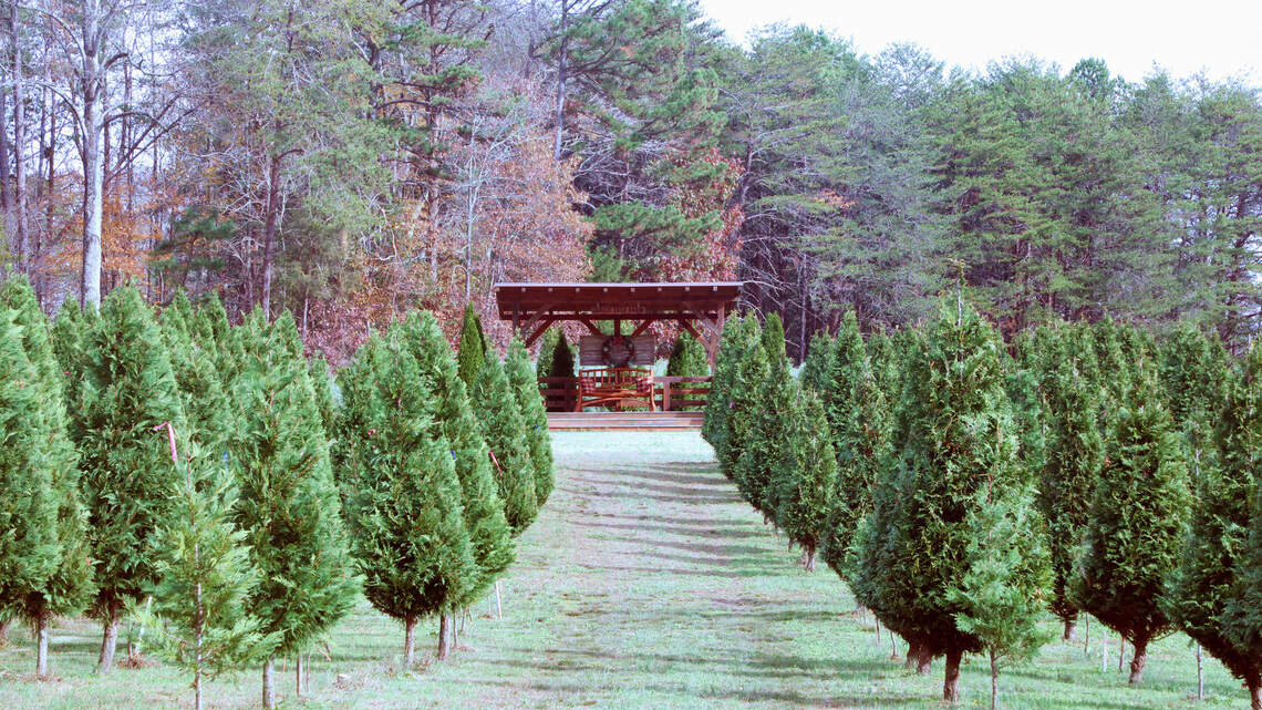 4 places to find a real Christmas tree in the Lowcountry | Hilton Head ...