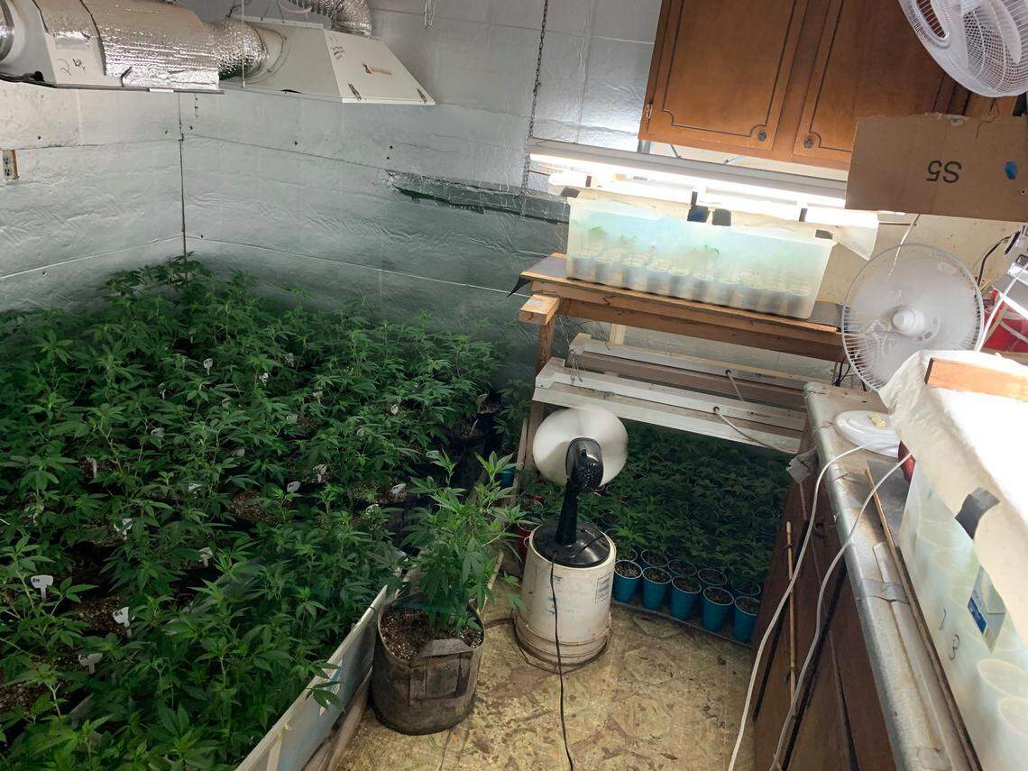 Look inside a ‘sophisticated’ marijuana farm at NC man’s home ...