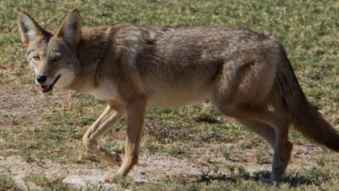 Coyote kills Charlotte family’s dog after leaping fence | Charlotte ...