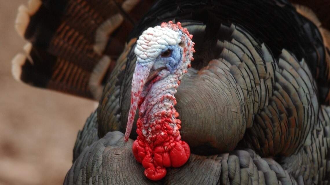 Video: Angry turkey chases SC cops in Thanksgiving video | Charlotte ...