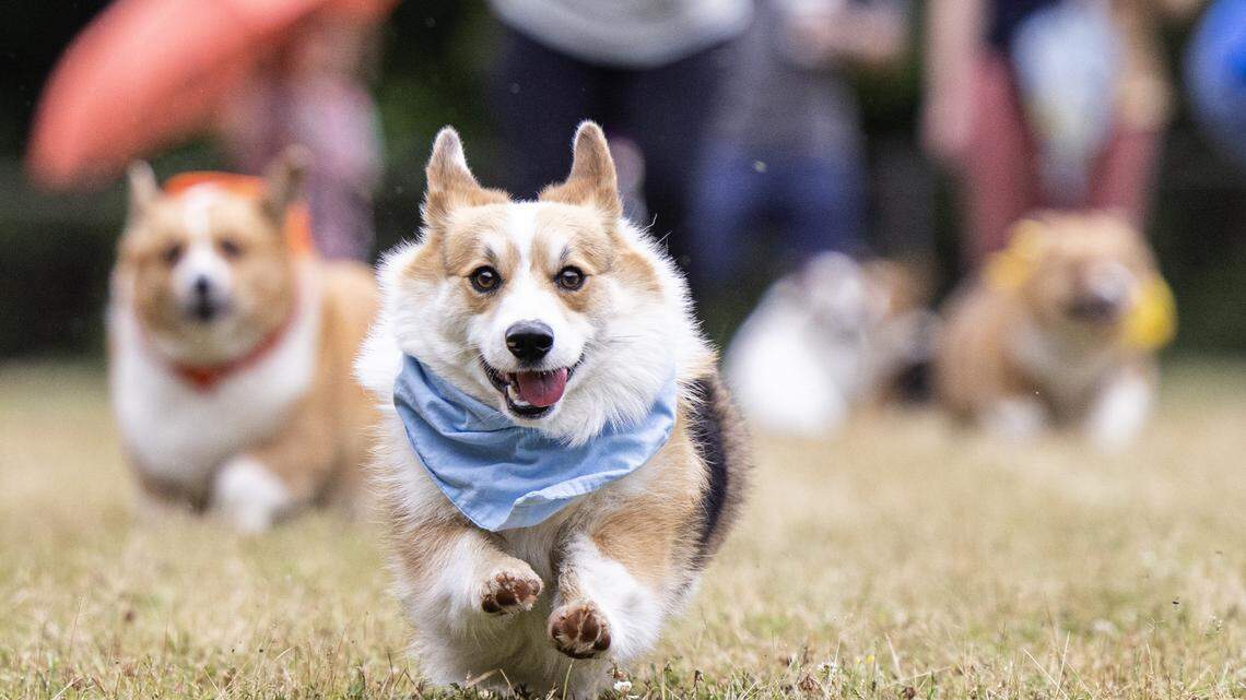 Charlotte Corgi Club Racing Championship photos | Charlotte Observer