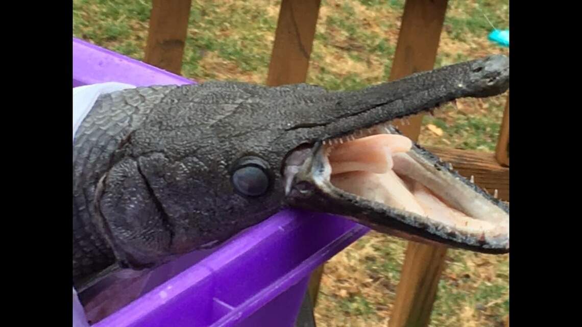 Alligator gar found in Pennsylvania: How did it get there? | Charlotte ...