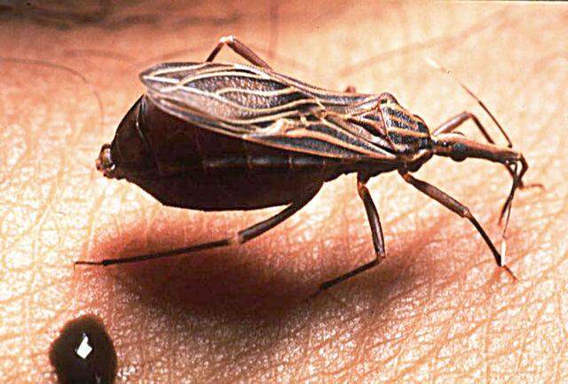 Kissing bugs in North Carolina can carry diseases. Info | Charlotte ...