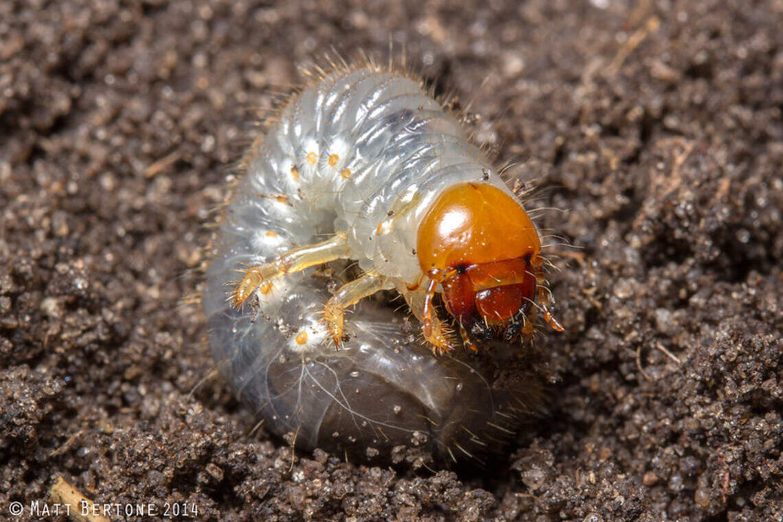 White grubs eat lawns in NC summers. Learn pest control tips ...
