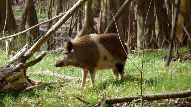 What to know about feral hogs in the Lowcountry | Hilton Head Island Packet