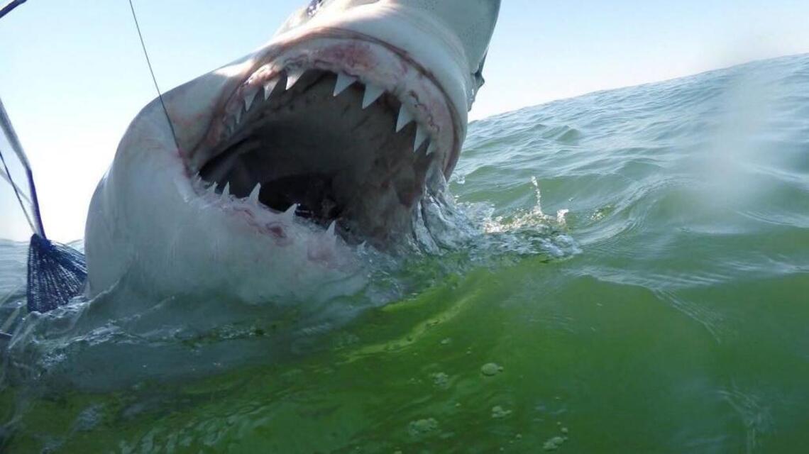 Outer Banks surfer bitten by a shark off NC coast: officials ...