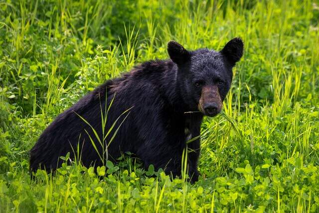 You could see more bears in NC as they prep for hibernation | Charlotte ...